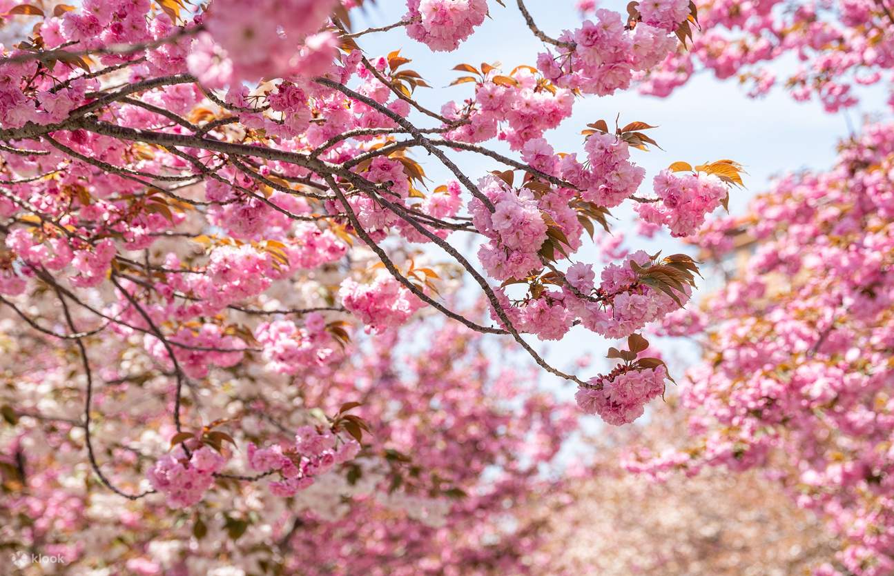 [Cherry Blossom Season Promotion] Chongqing Longmenhao Old Street ...
